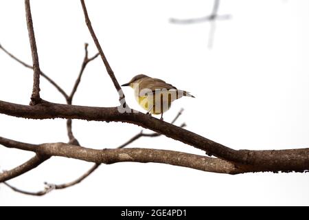 Adult Cattle Tyrant Bird of the species Machetornis rixosa Stock Photo ...
