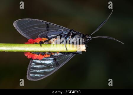 Adult Tiger Moth of the Genus Dinia Stock Photo - Alamy