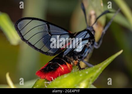 Adult Tiger Moth of the Genus Dinia Stock Photo - Alamy