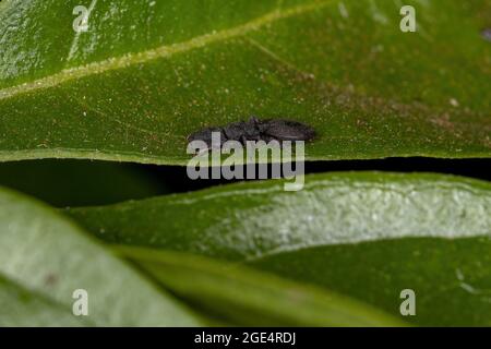 Small Adult Black Turtle Ant of the Genus Cephalotes Stock Photo - Alamy