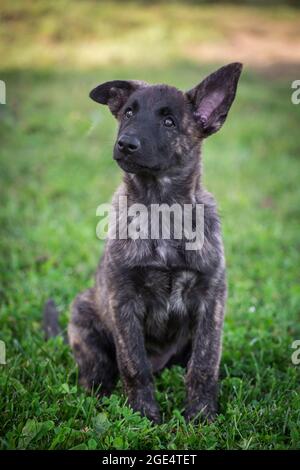 Dutch Shepherd, Hollandse Herdershond puppy Stock Photo - Alamy