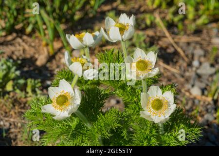 Pasqueflowers or Western Anemone (Anemone occidentalis) flowering along ...