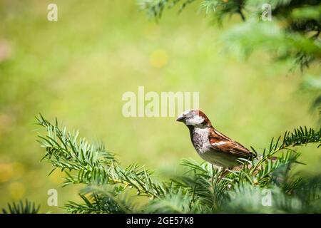The Italian sparrow (Passer italiae), also known as the cisalpine ...