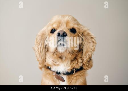 Fawn adult American Cocker Spaniel. Close up Stock Photo - Alamy