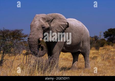 Big elephant (Loxodonta africana), Etosha National Park, Namibia Stock ...