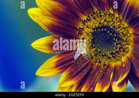 A BEE IS COVERED IN POLLEN AS IT FORAGES IN A HOLLYHOCK AT FURZEY ...