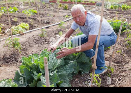 Senior man growing cabbage at farm Stock Photo - Alamy