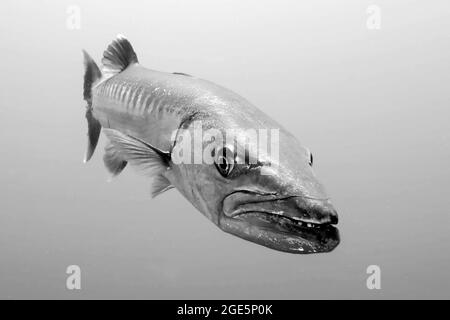 Great barracuda (Sphyraena barracuda), Indo-Pacific, Bali, Indonesia ...