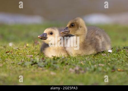 Young Greylag geese (Anser anser) cuddle up to each other, Germany ...