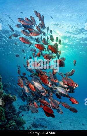 Shoal of common bigeye (Priacanthus hamrur) bigeye bass, red, swimming ...
