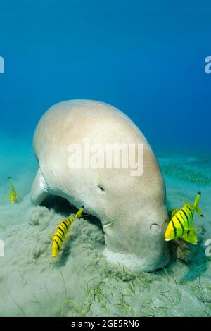 Dugong (Dugong dugon), feeding on sea weed, Golden Trevallys (Gnathodon ...
