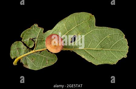 Striped oak gall wasp (Cynips longiventris), gall lateral, from above ...
