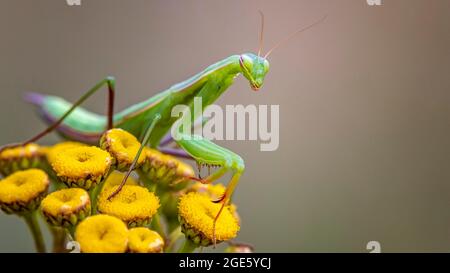 European mantis (Mantis religiosa) green variant, lying in wait for ...