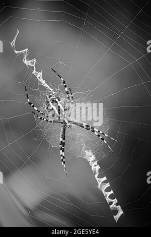 Creepy white spider web on black background Stock Photo - Alamy