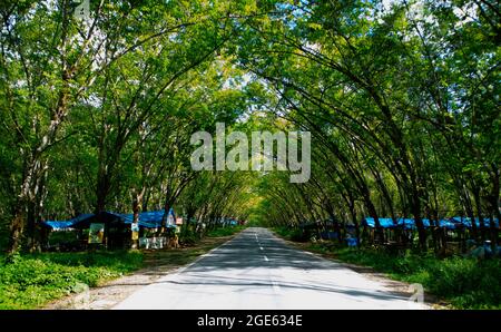 Rows of shady trees shade the left and right of the road Stock Photo ...