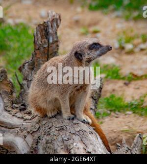 A vertical shot of a cute furry meerkat (Suricata suricatta) mammal ...