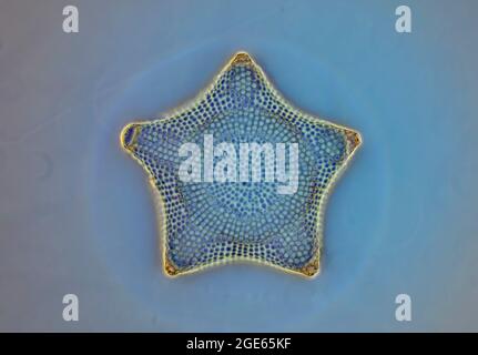 Diatom, Amphitetras nobilis, Red Sea, North Africa Stock Photo - Alamy