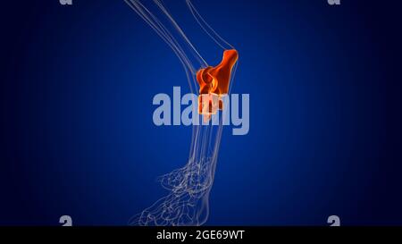 Tarsus Bones Dog skeleton Anatomy For Medical Concept 3D Illustration ...