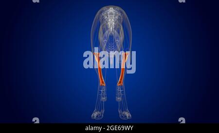 Tibia Bones Dog skeleton Anatomy For Medical Concept 3D Illustration ...