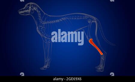 Tibia Bones Dog skeleton Anatomy For Medical Concept 3D Illustration ...