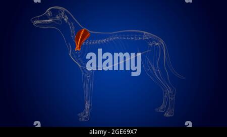 Scapula Bones Dog skeleton Anatomy For Medical Concept 3D Illustration ...