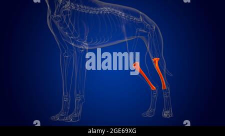 Tibia Bones Dog skeleton Anatomy For Medical Concept 3D Illustration ...