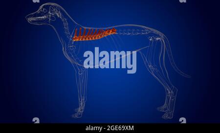 Thoracic Vertebrae Bones Dog skeleton Anatomy For Medical Concept 3D ...