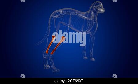 Tibia Bones Dog skeleton Anatomy For Medical Concept 3D Illustration ...