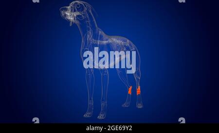 Tarsus Bones Dog skeleton Anatomy For Medical Concept 3D Illustration ...