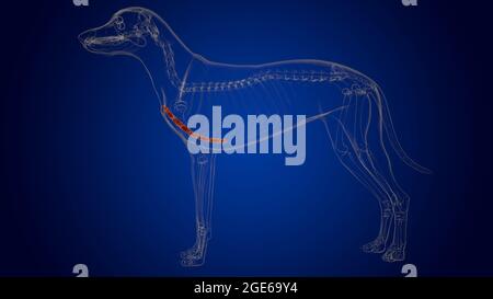 Sternum Bones Dog skeleton Anatomy For Medical Concept 3D Illustration ...