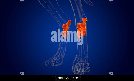 Metatarsal Bones Dog skeleton Anatomy For Medical Concept 3D ...