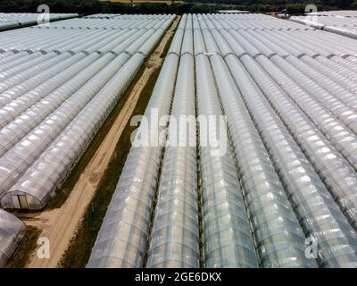 Strawberry farm polytunnels, Hampshire, England Stock Photo - Alamy