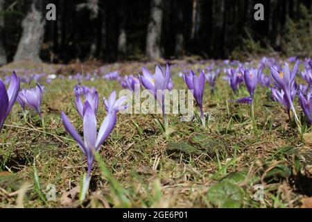 Crocus veluchensis, Iridaceae. Wild plant shot in spring Stock Photo ...