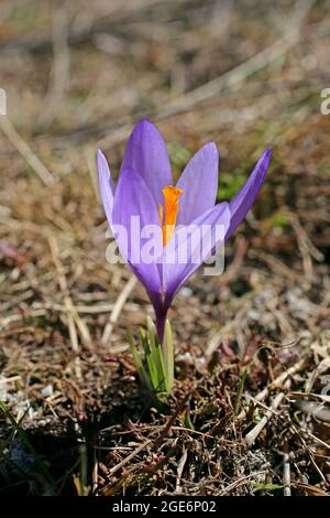 Crocus veluchensis, Iridaceae. Wild plant shot in spring Stock Photo ...