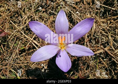Crocus veluchensis, Iridaceae. Wild plant shot in spring Stock Photo ...