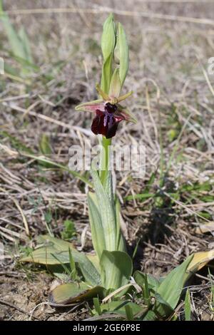 Ophrys mammosa, Orchidaceae. Wild plant shot in spring Stock Photo - Alamy