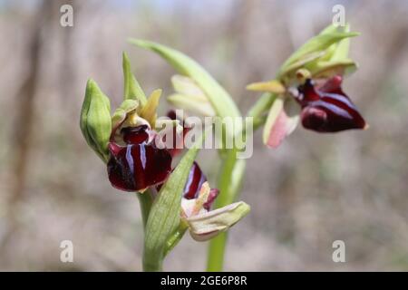 Ophrys mammosa, Orchidaceae. Wild plant shot in spring Stock Photo - Alamy