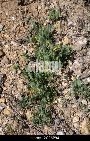 Ornithopus compressus, Fabaceae. Wild plant shot in spring Stock Photo ...