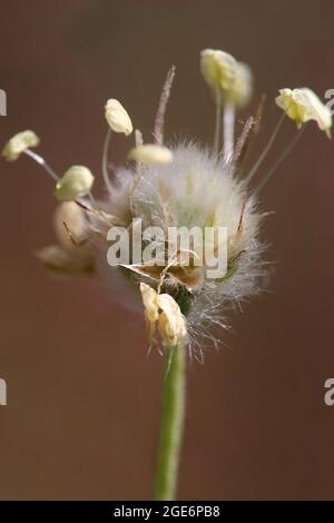 Plantago lagopus, Plantaginaceae. Wild plant shot in spring Stock Photo ...