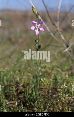 Silene subconica - Wild plant shot in the spring Stock Photo - Alamy