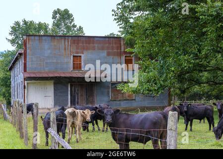 Cattle farm in Tennessee, USA Stock Photo - Alamy