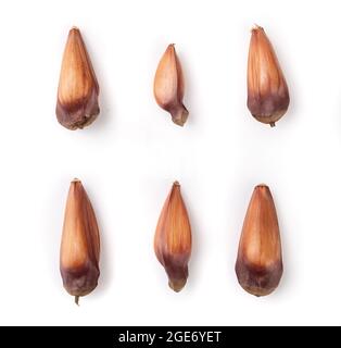 Pinhao, pine tree seeds isolated over white background Stock Photo - Alamy