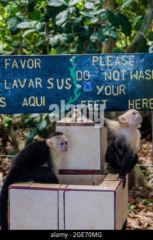 White-headed capuchin monkeys Cebus capucinus drink from a tap in ...