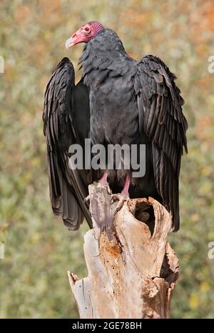 Turkey vulture, Cathartes aura, Ugly black bird sitting on yellow moss ...