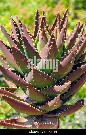 rubble aloe or mitre aloe, Aloe perfoliata was formerly known as Aloe ...