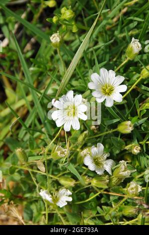 One-flowered Mouse-ear, Einblütiges Hornkraut, Cerastium uniflorum ...