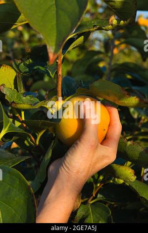 Kaki of the Rojo Brillante variety in a plastic container isolated on ...