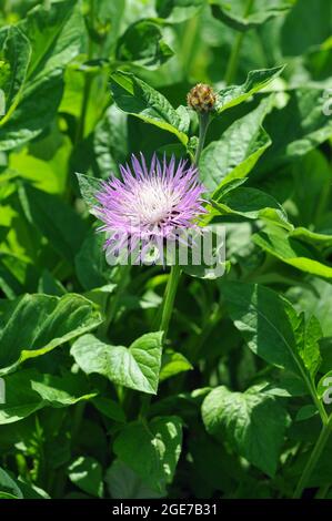 Centaurea, Flockenblumen, Centaurea banatica, bánáti imola Stock Photo ...