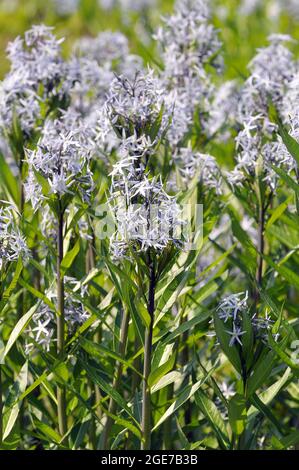 shining blue star, Amsonia illustris, csillagmeténg Stock Photo - Alamy