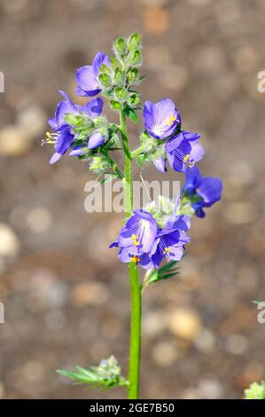 royal Jacob's-ladder, great polemonium, Oregon polemonium, Jakobsleiter ...